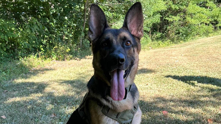Police dog helps find missing 11-year-olds found in Hoosier National Forest