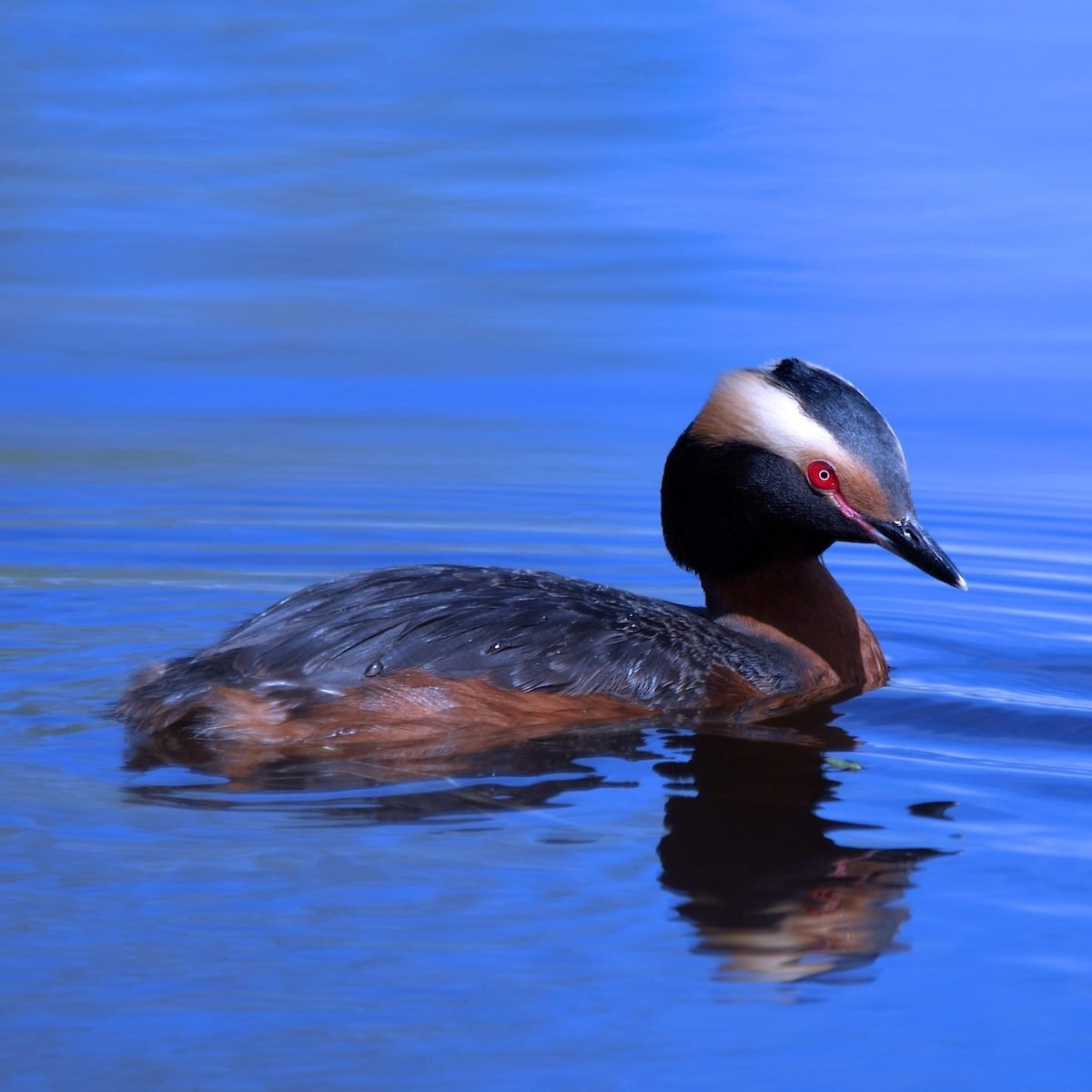 How to Identify a Horned Grebe