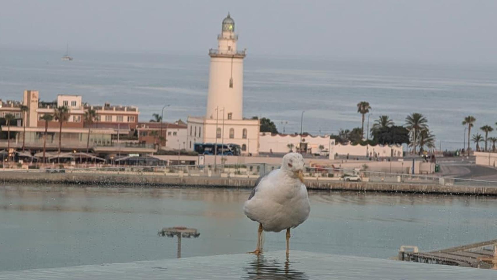 Málaga adjudica el control de palomas, cotorras argentinas y gaviotas ...