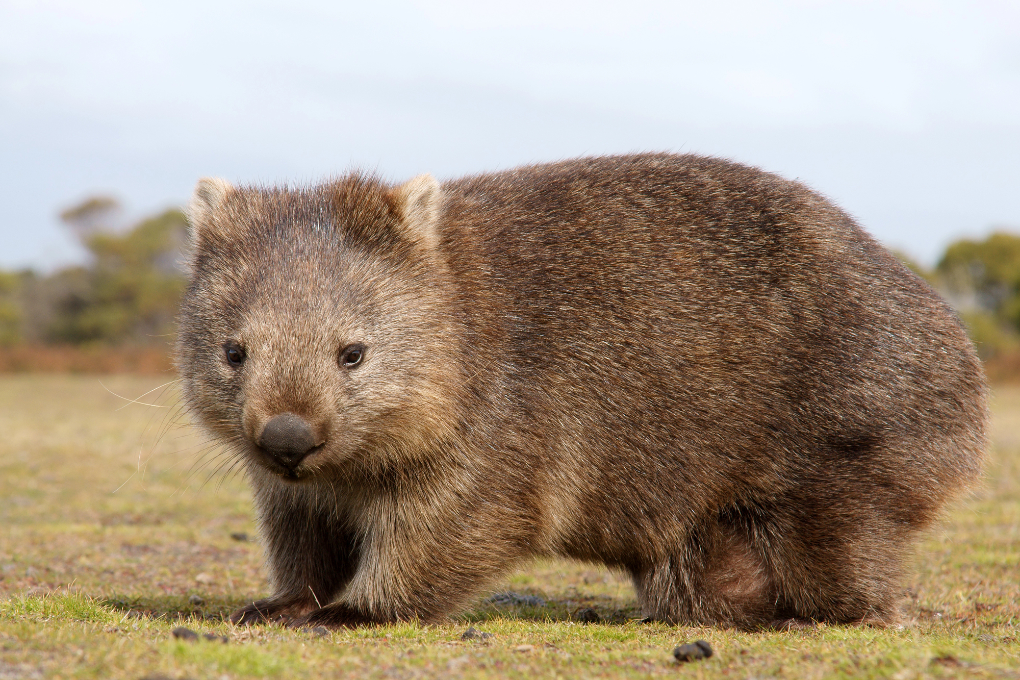 13 Quirky Facts About Wombats