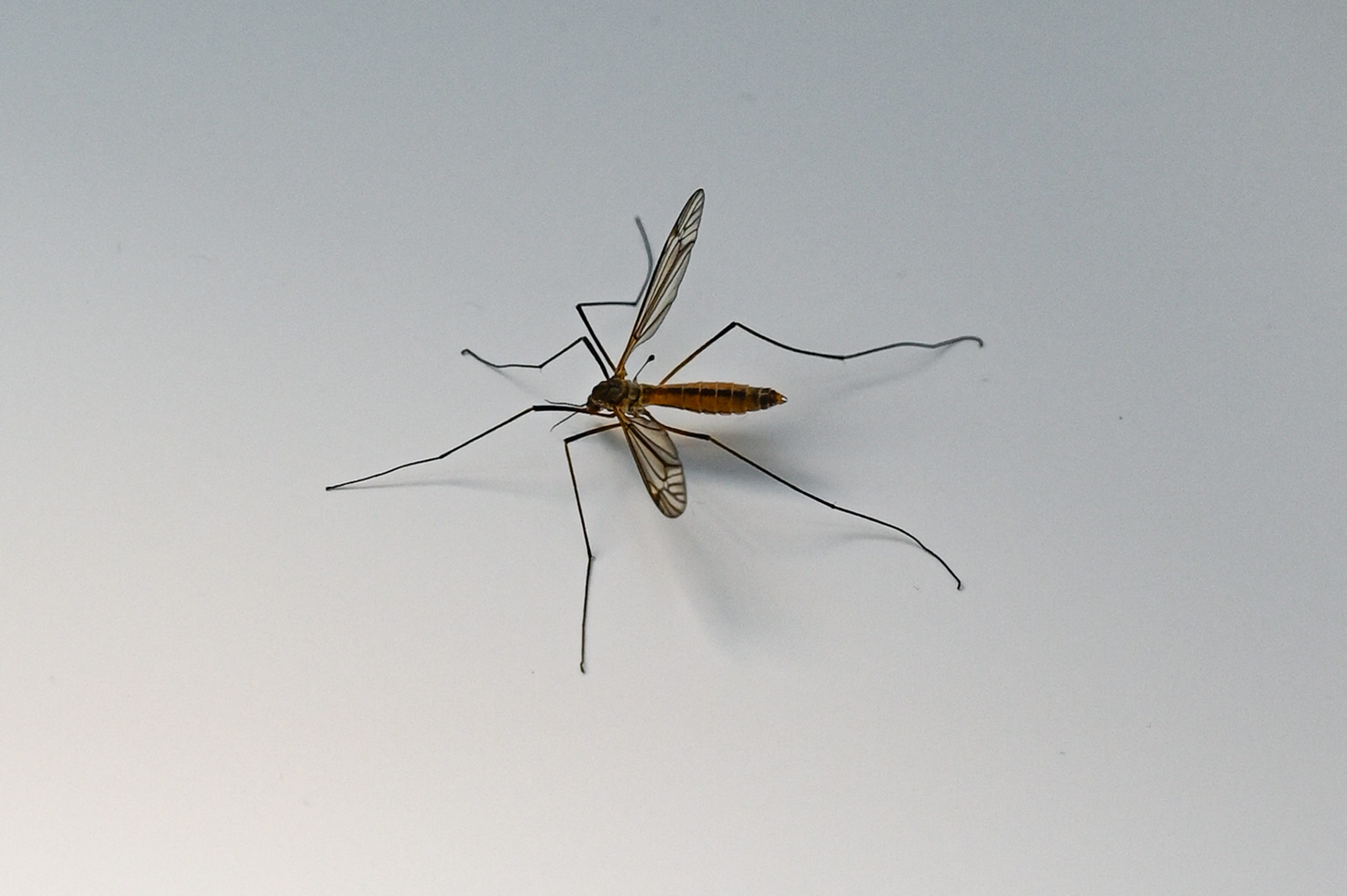 West Nile virus detected in Mansfield mosquito samples