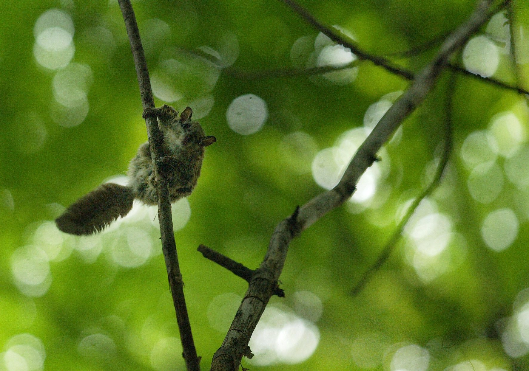 Squirrel Awareness Month: The magic behind flying squirrels