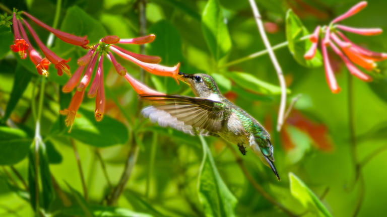 Native Varieties Of Honeysuckle To Plant And Grow For A Hummingbird ...