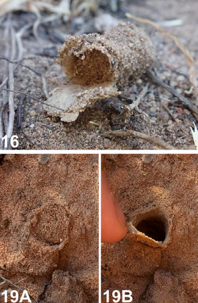 ‘Spiny' creature that lies in wait under trapdoor is a new species in ...