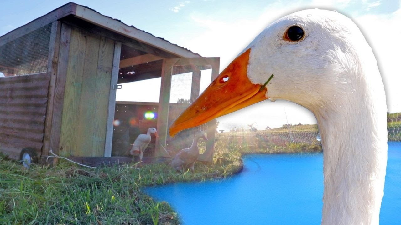 We figured out how to put ducks on the pond