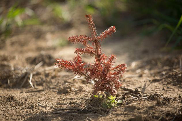 Northeast drought leaves empty pumpkin patches, thirsty bees and fading ...