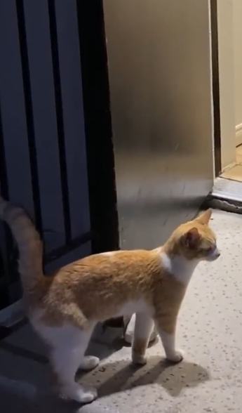 Stray Cat Follows Couple Straight Into Their Home – Heartwarming Surprise!