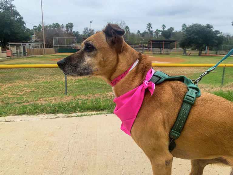 LAPS to host 24-hour kennel stay to raise awareness for long-waiting dogs