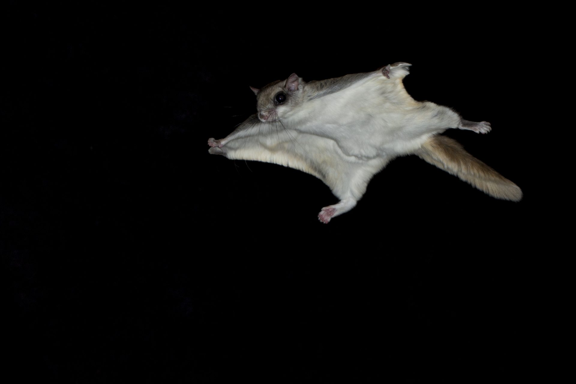 Squirrel Awareness Month: The magic behind flying squirrels