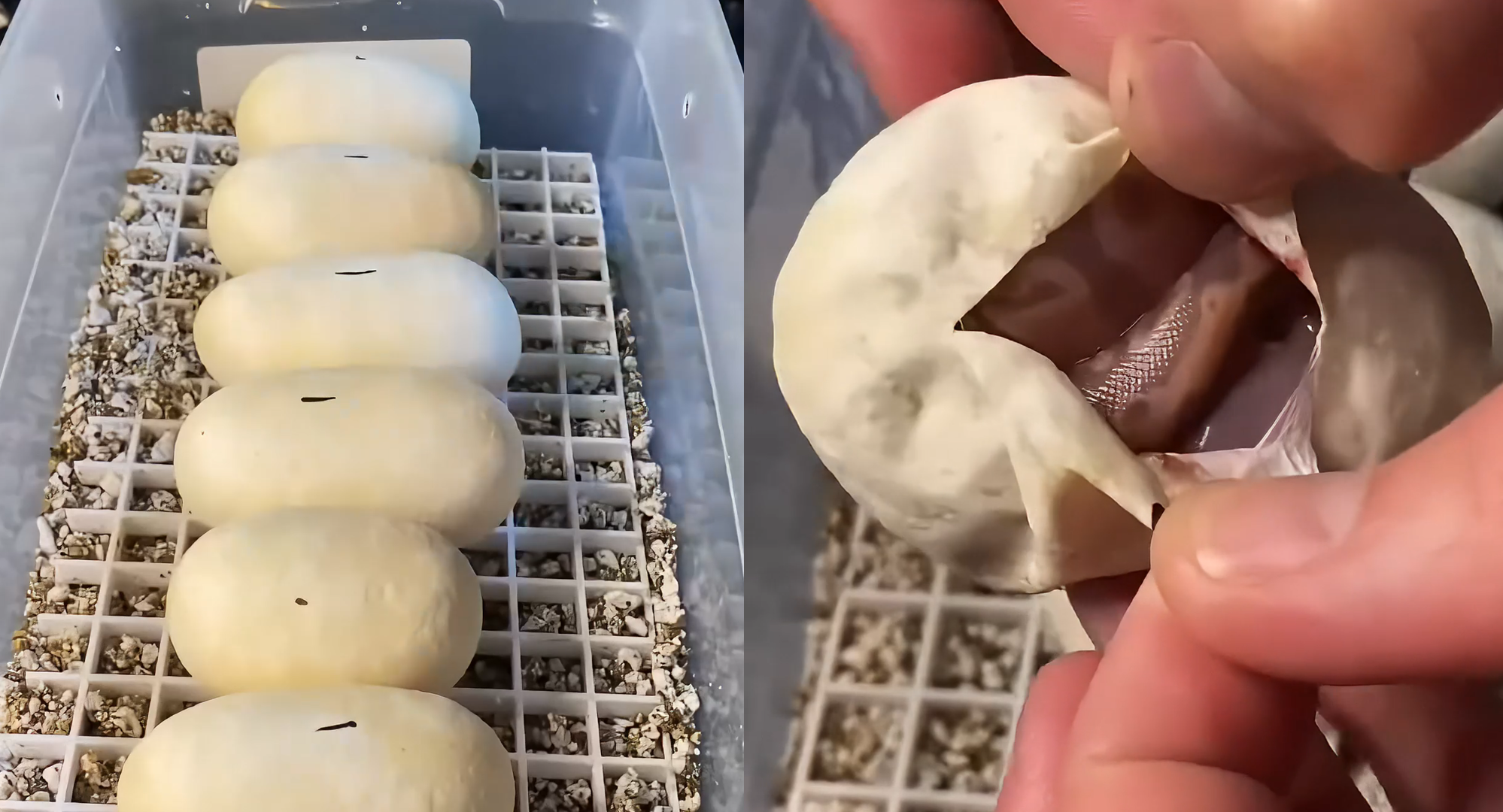 Ball Python hatch! You wanna see this!
