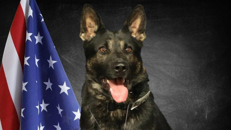 Haltom City police mourn death of K9 officer, department announces