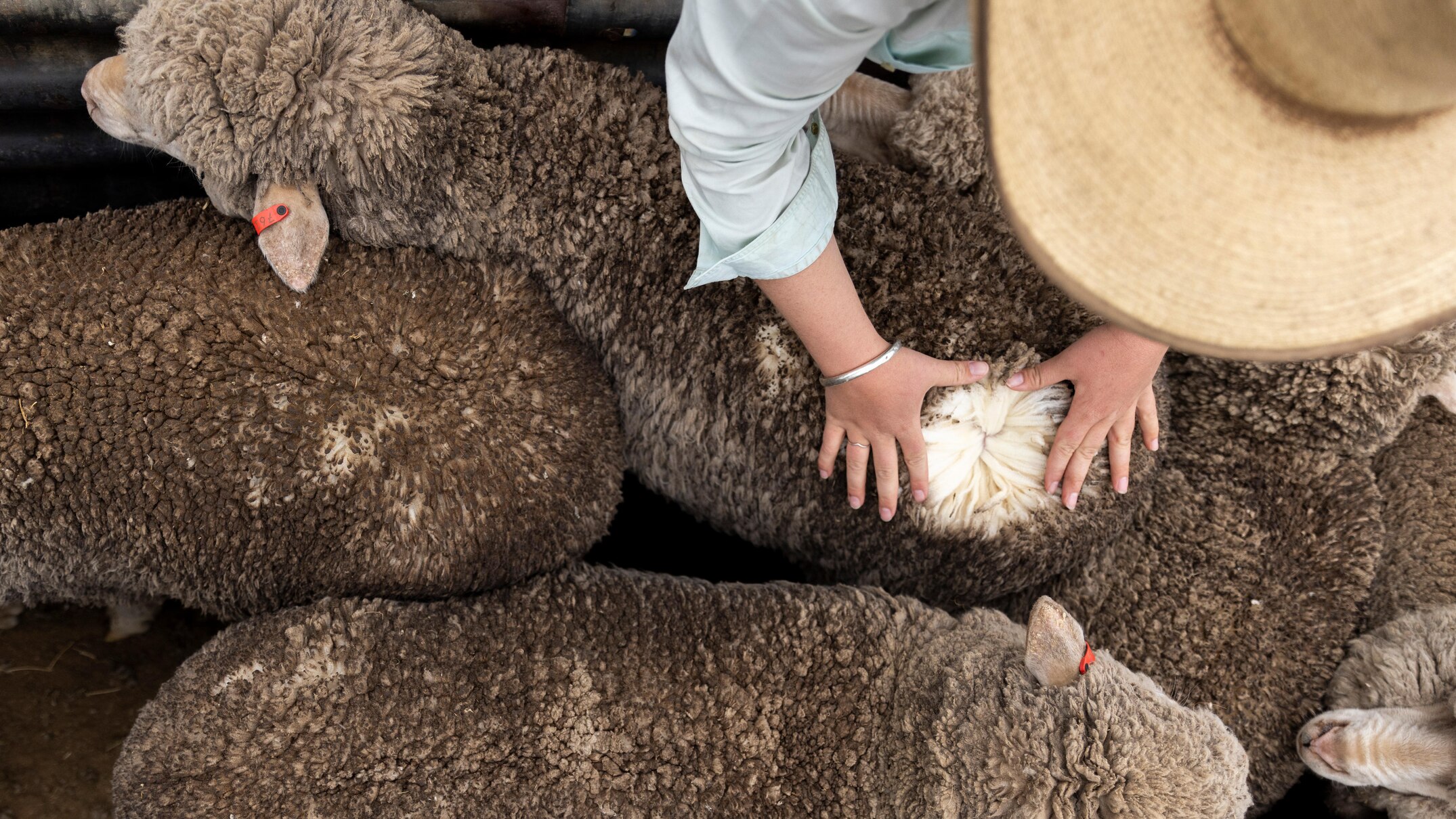 Australian merino wool future positive after surging price restores ...