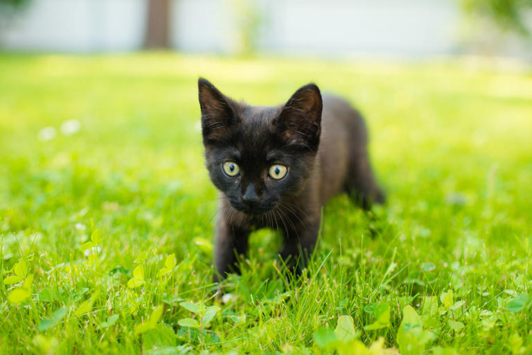 Stray Black Kitten Climbs Up to New Dad's Shoulder to Ask Him to Take ...
