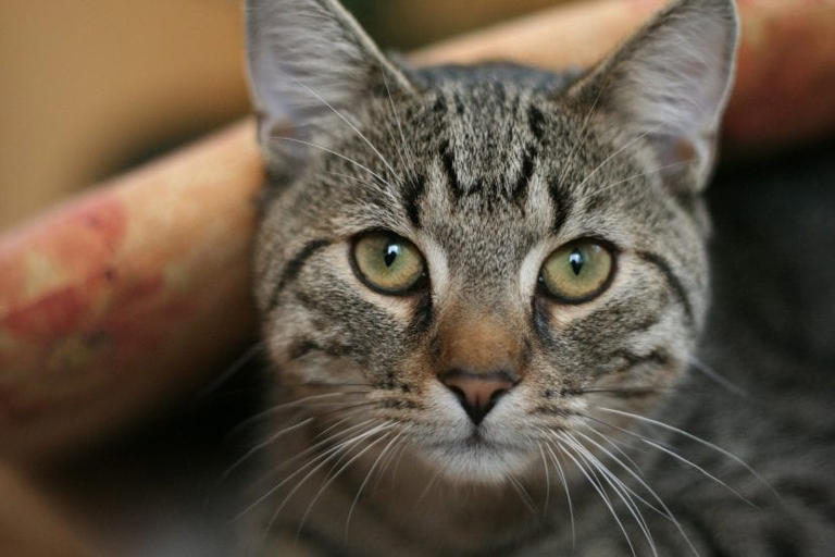 Cómo cuidar el pelo del gato: rutina completa para un pelaje sano ...
