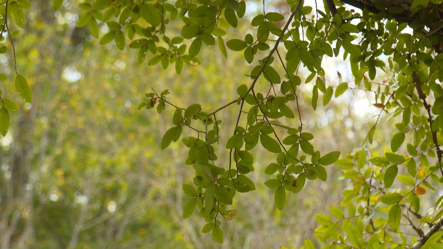 Georgetown looks to map, manage trees with urban forest plan