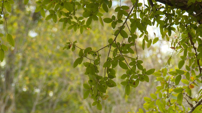 Georgetown looks to map, manage trees with urban forest plan