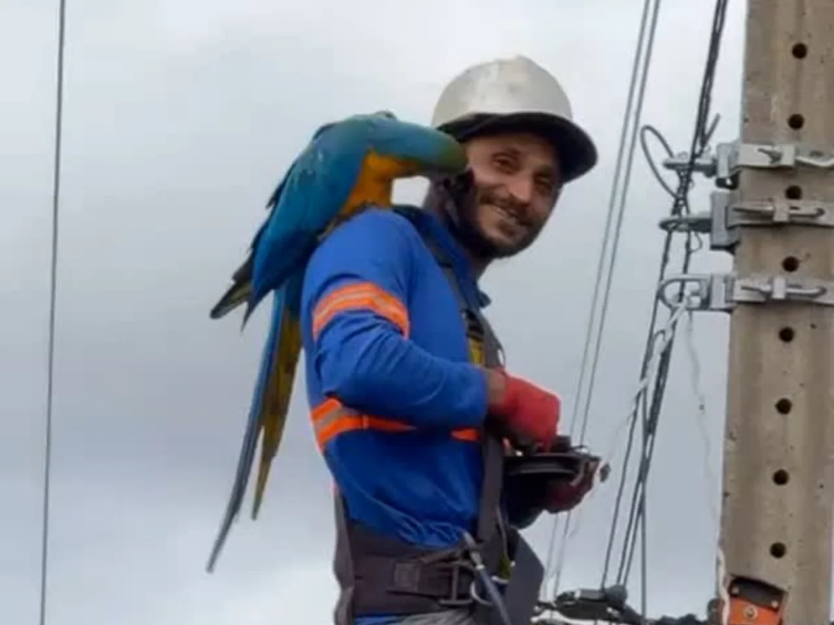 Arara brincalhona faz amizade com eletricista e vídeo conquista internautas