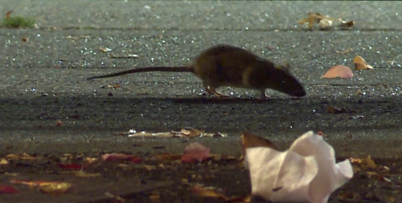 West Coast cities top Yelp’s list of most rat-infested cities. Here’s ...