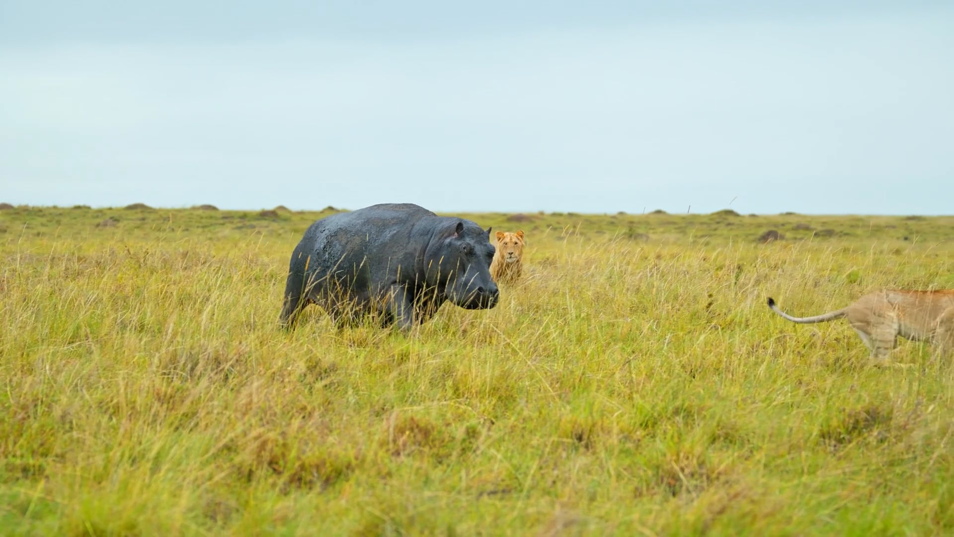 Flodhester i naturen: Næropptak av de milde kjempene