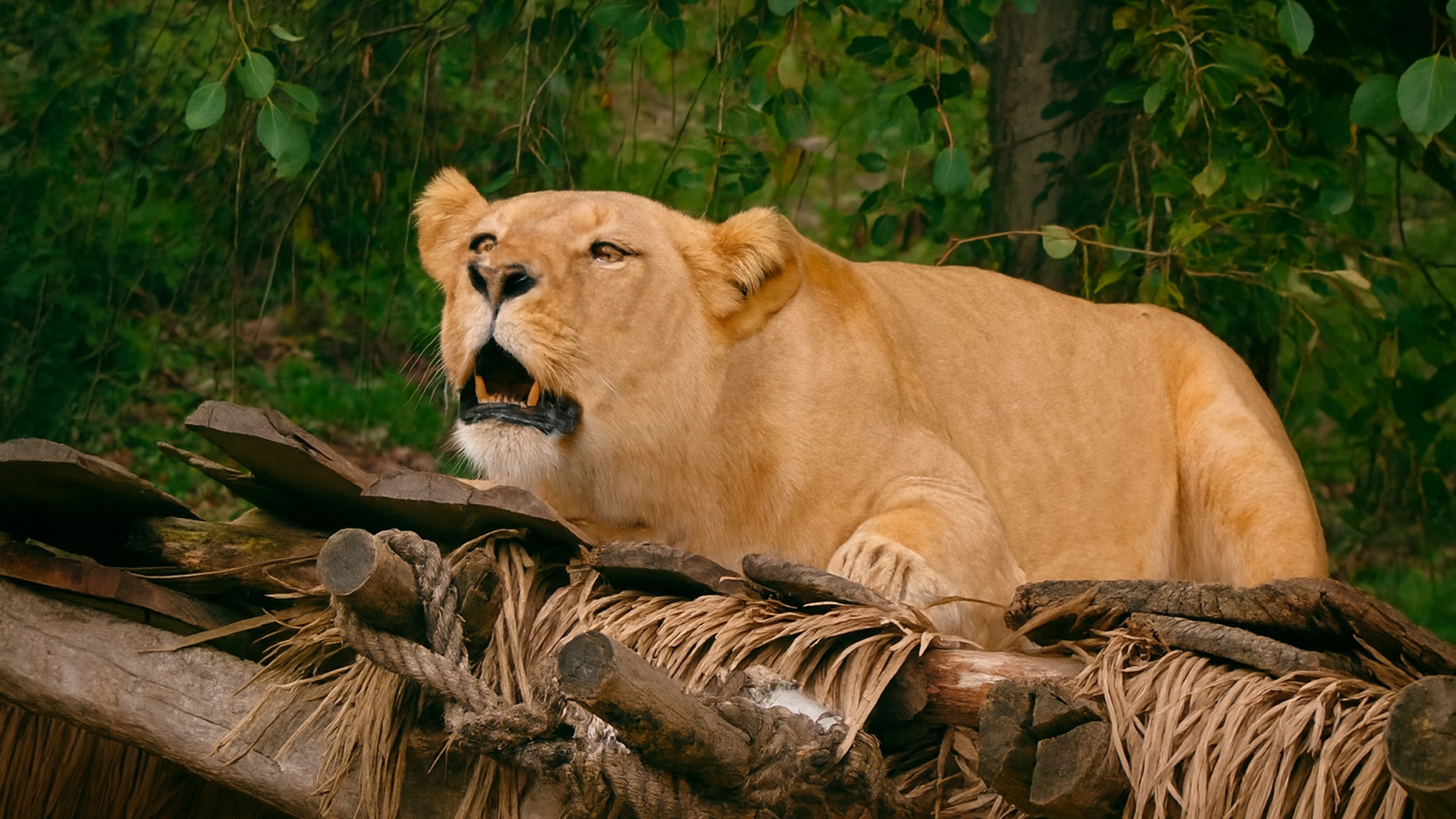 African Lion Roaring in Zoo Enclosure
