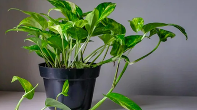 Money Plant Vastu Tips: If you are not getting the right benefits from ...