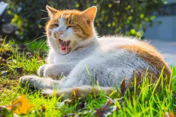 Cat Panting with Mouth Open? Do not Ignore This Red Flag!