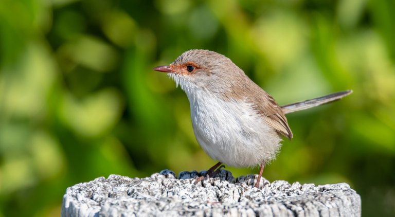 Birds speak a common 'secret' language in different parts of the world ...