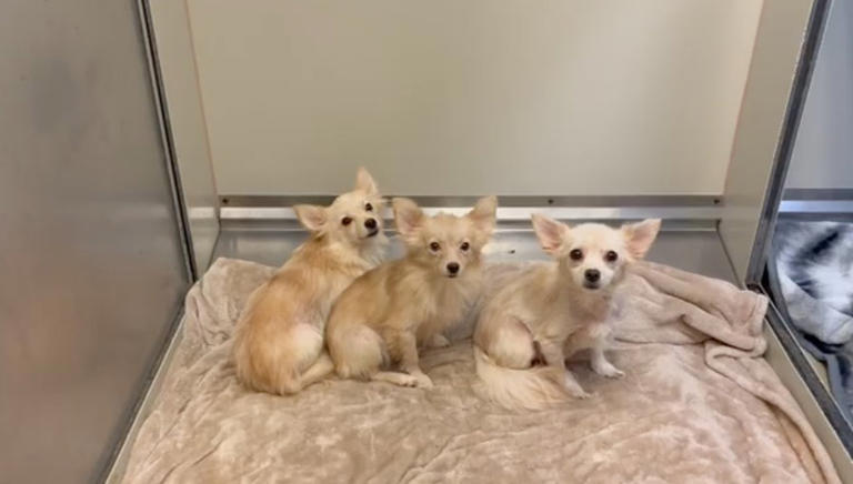 11 dogs and two cats rescued from “hoarder-like” abandoned apartment