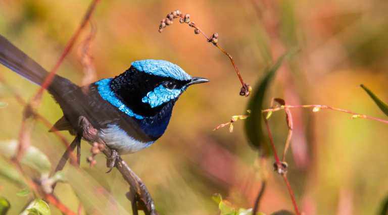 Birds speak a common 'secret' language in different parts of the world ...