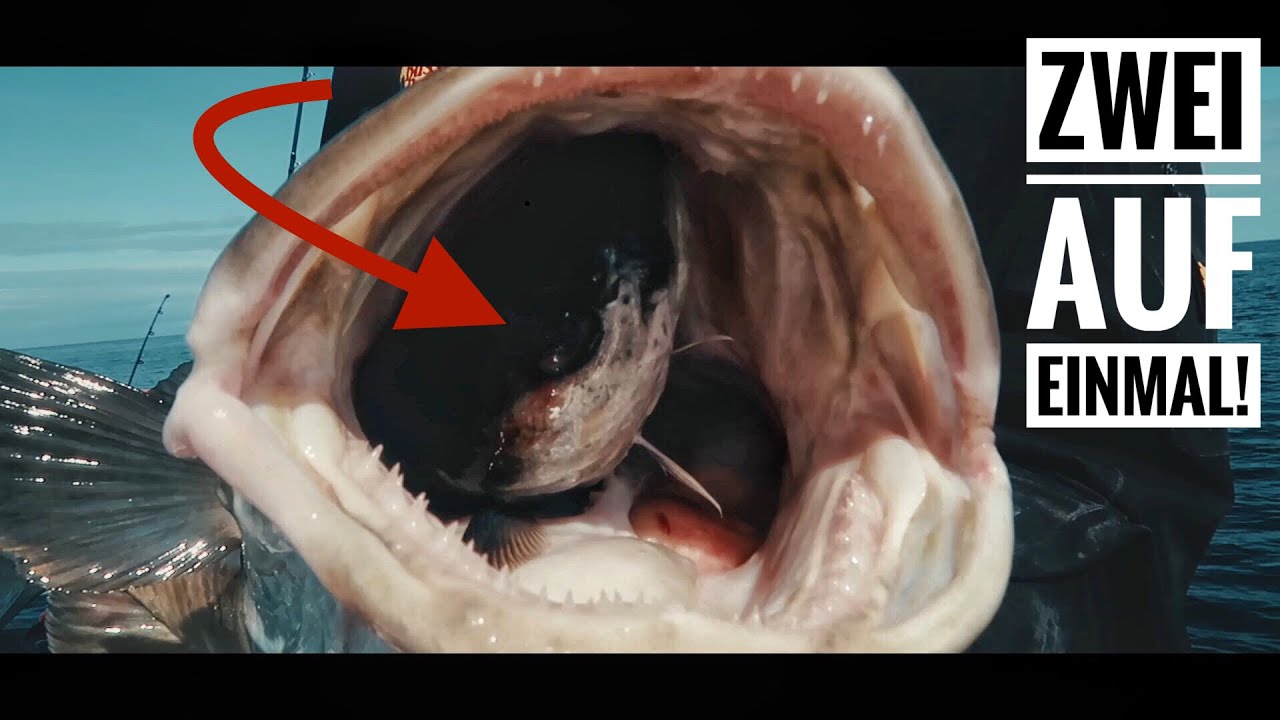 MEHR geht NICHT! Fischarten-Challenge bringt 100kg Fisch (Catch & Cook)