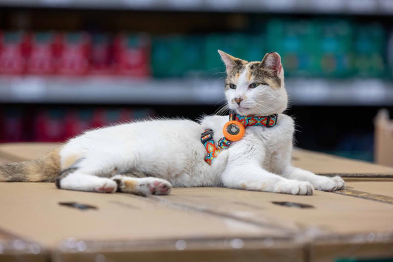 Blue carpet rolled out for Lowe’s cat Francine as she returns from NC ...