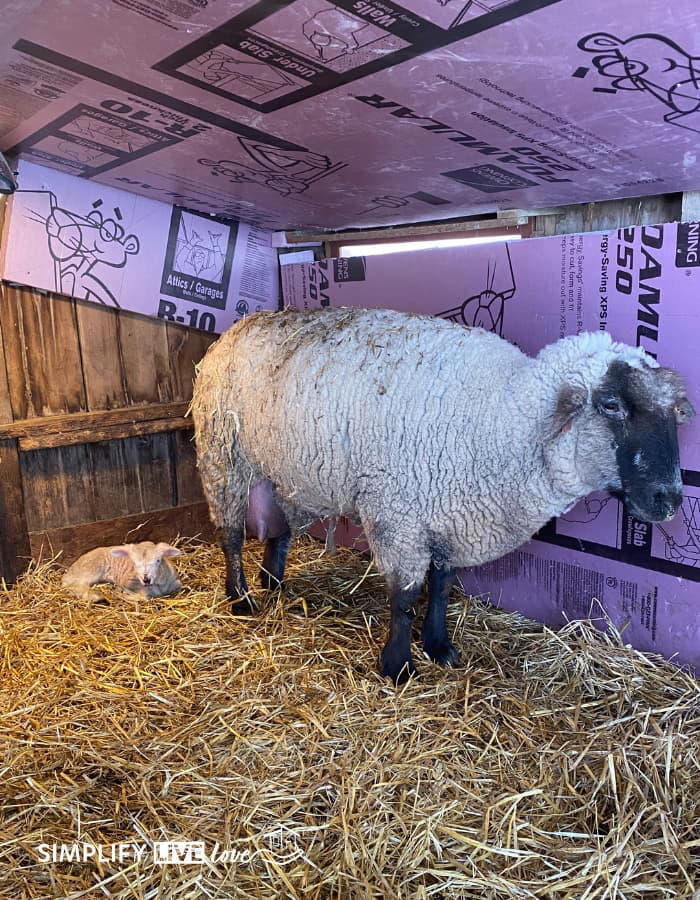 How to build a homestead animal feeding plan for multiple species