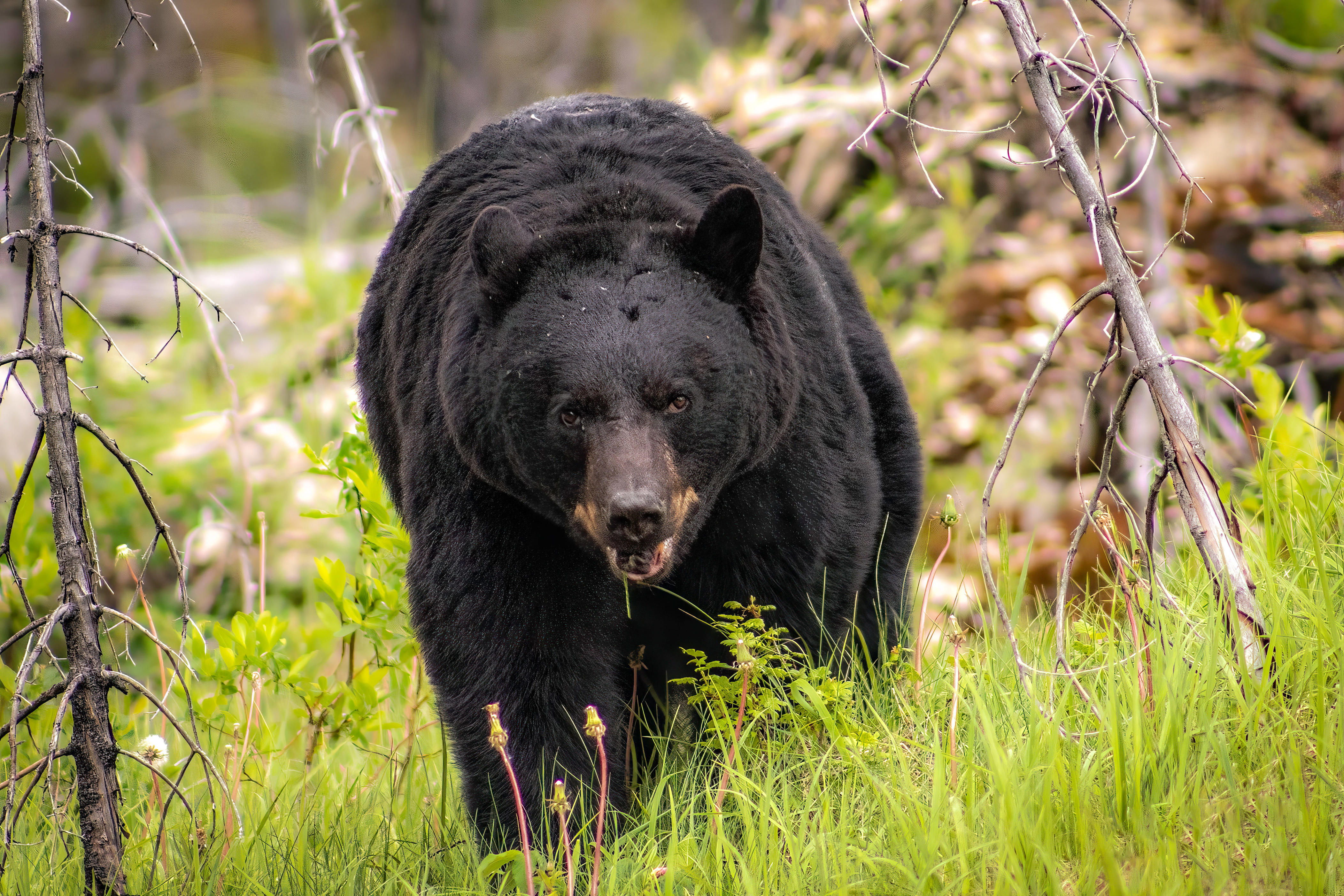 1,300 apply for Louisiana black bear hunting licenses