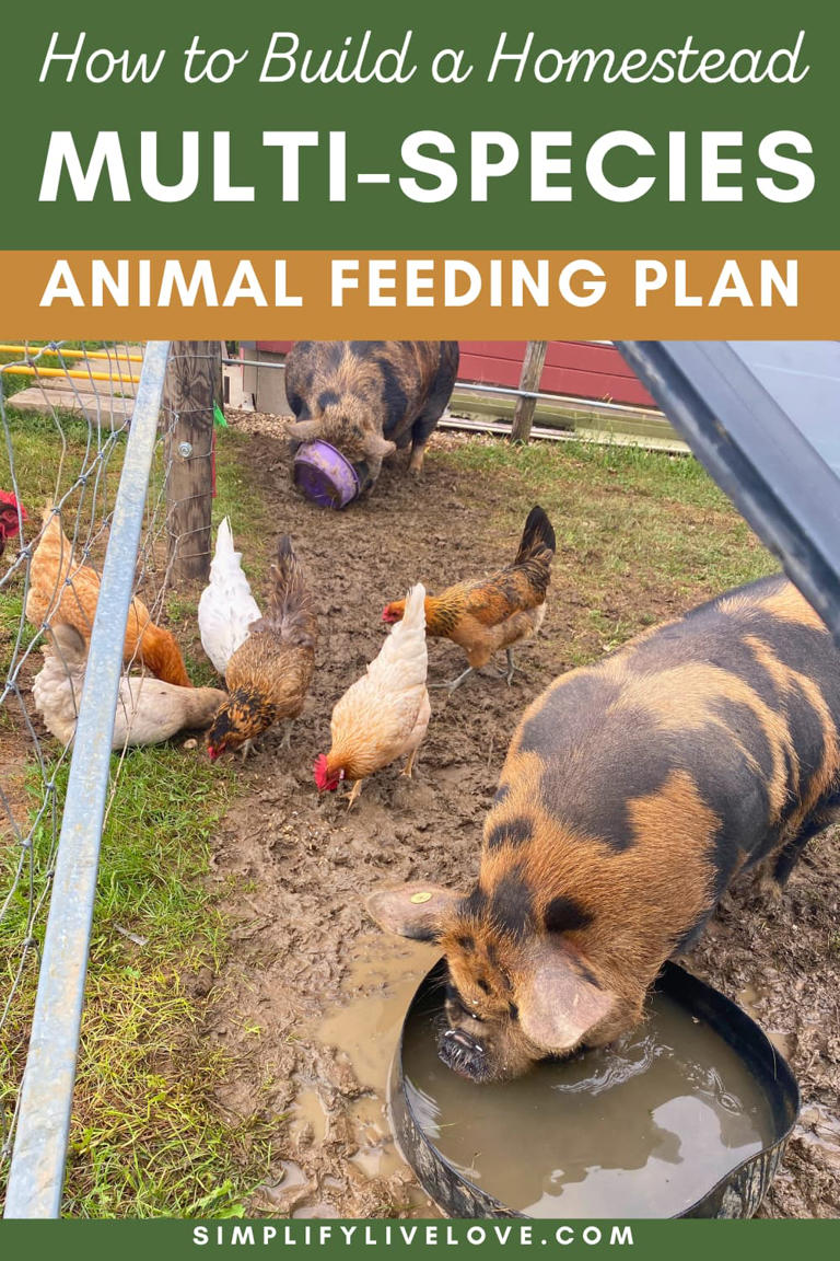 How to Build a Homestead Animal Feeding Plan for Multiple Species