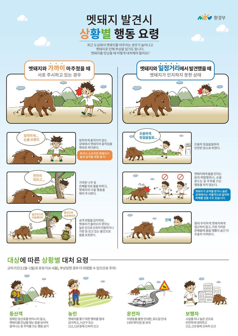 Busan Wild Boar Dies in Chuseok Vehicle Collision