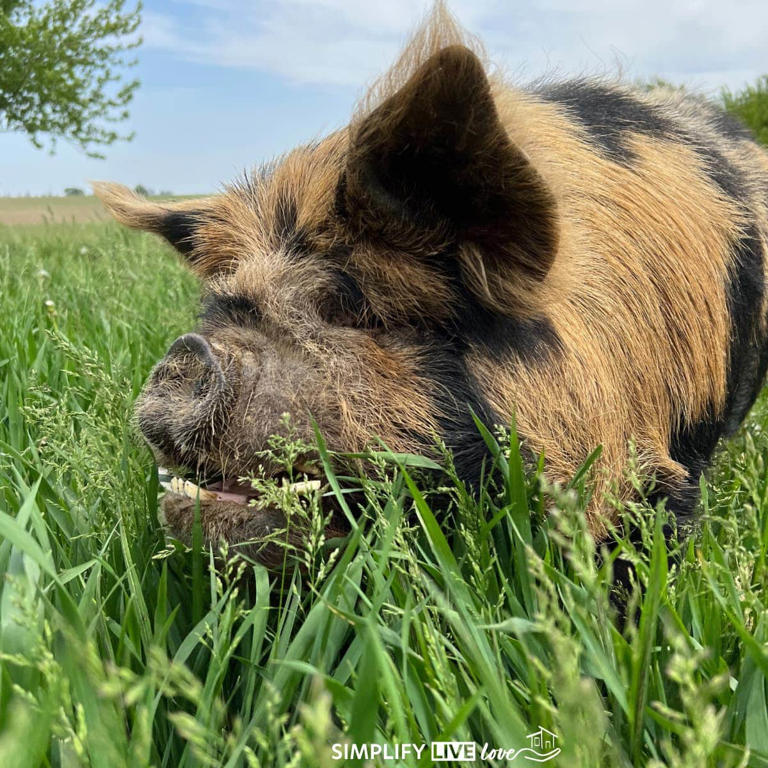 How to Build a Homestead Animal Feeding Plan for Multiple Species