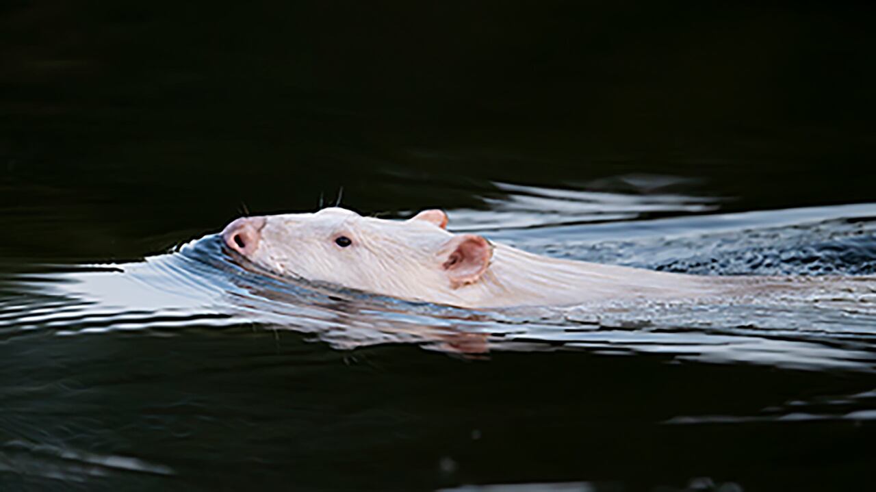 #TheMoment a wildlife photographer spotted a rare white beaver