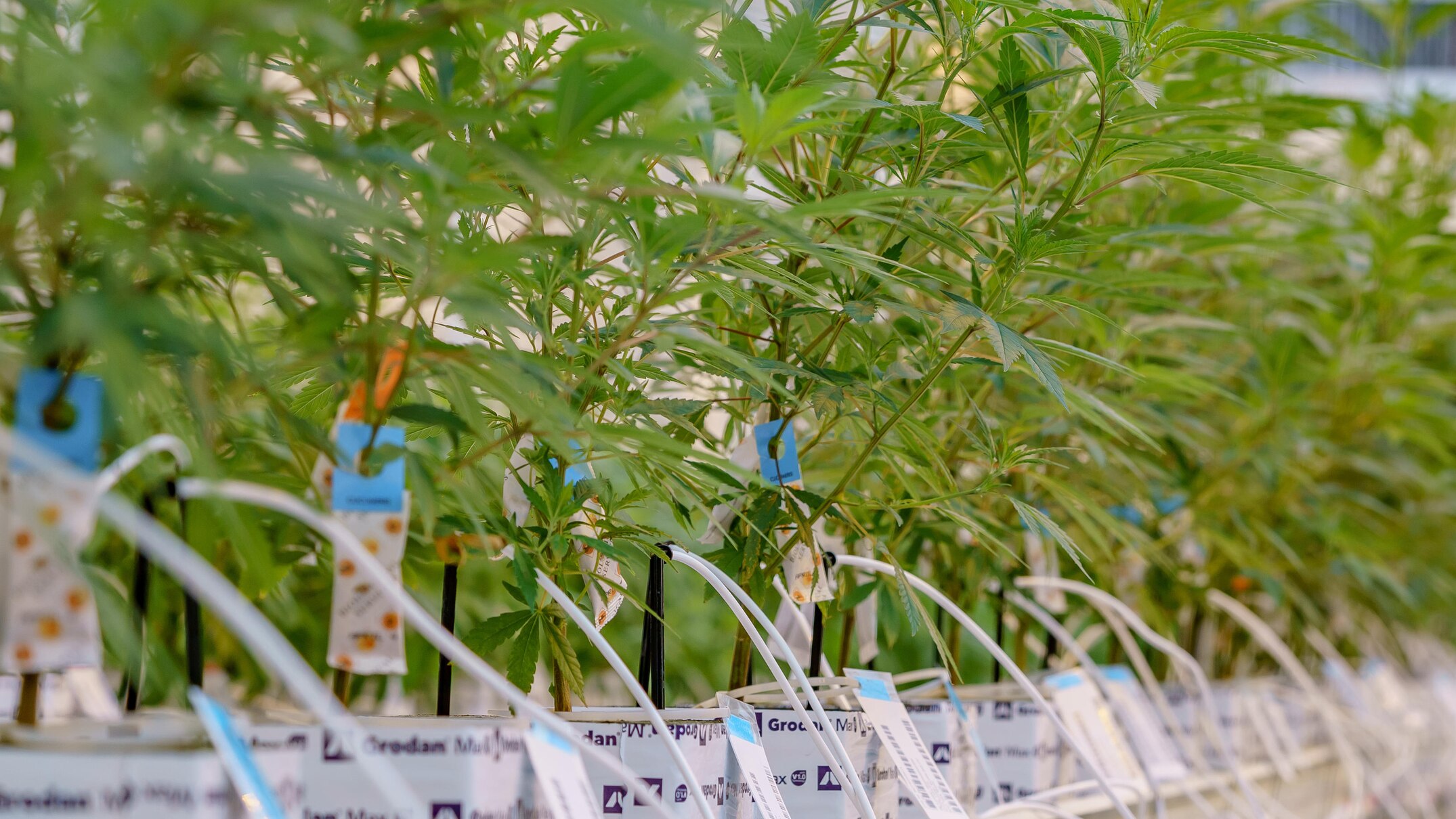 Melbourne man sentenced over medical cannabis company Cann Group ...