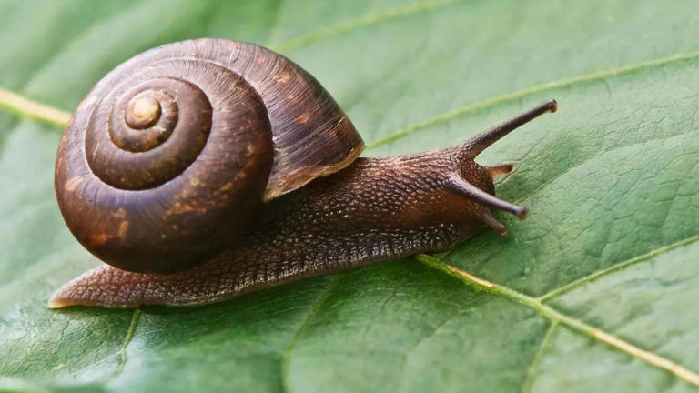 World’s slowest animals: 8 creatures that take life at their own pace