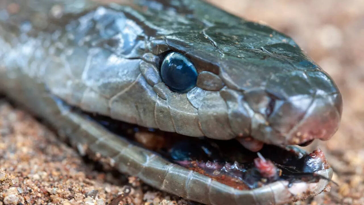 Black mamba bites: Why antivenom can worsen symptoms