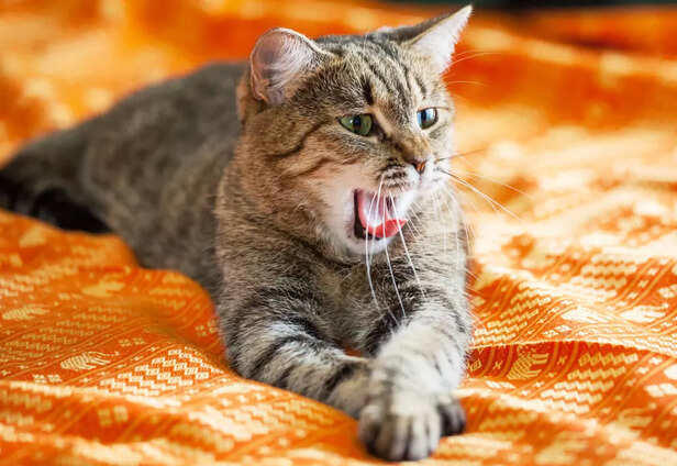 Cat Panting with Mouth Open? Do not Ignore This Red Flag!