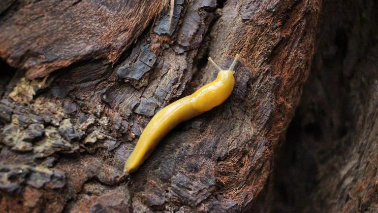 World’s slowest animals: 8 creatures that take life at their own pace