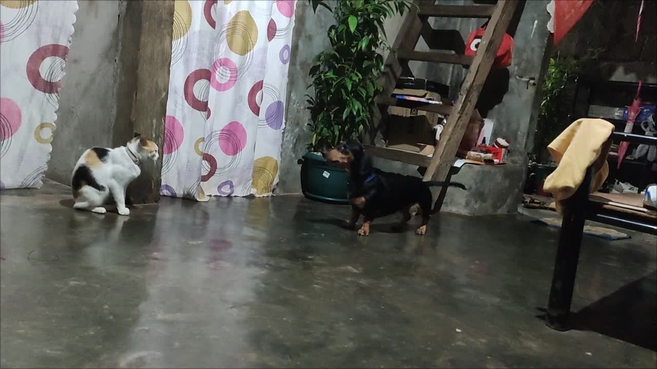 Cat stays ice-cool as dog barks furiously in its face