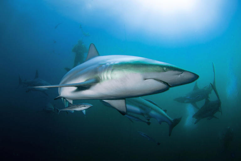 Are Sharks and Rays Using Offshore Wind Farms as Habitats?