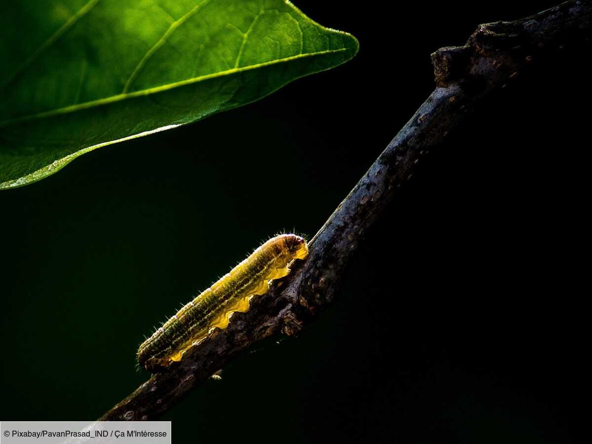 Lonomia obliqua : la chenille venimeuse la plus dangereuse du monde