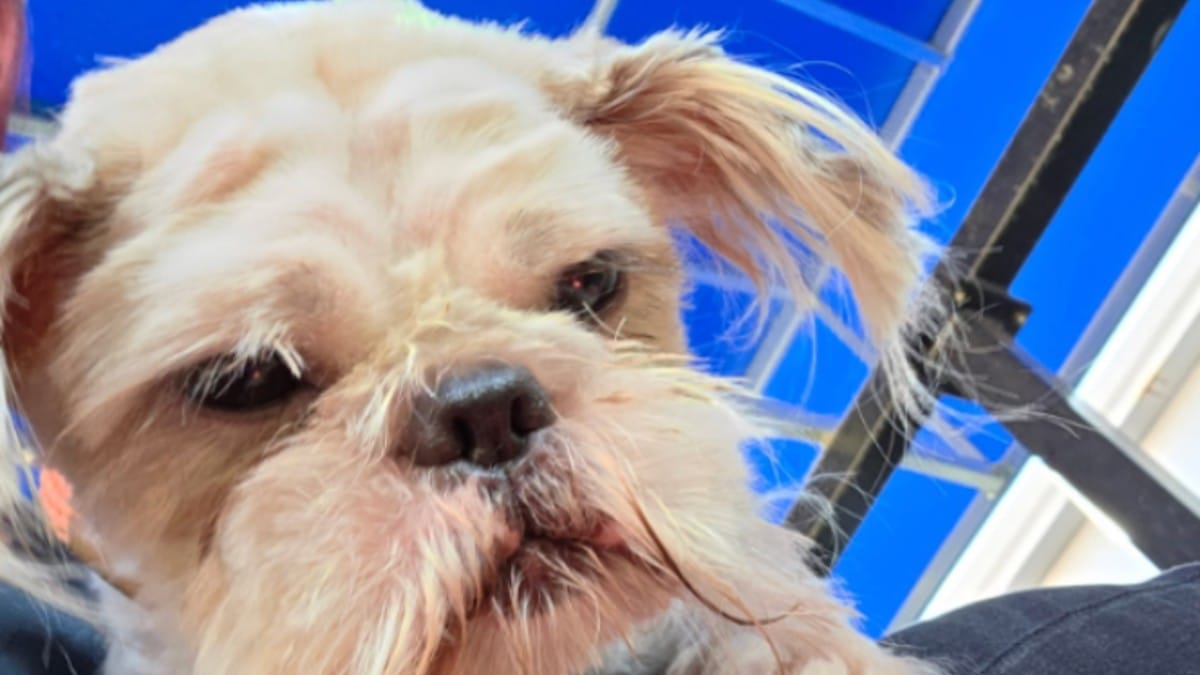 Stray dog arrives at shelter in critical state and his microchip ...