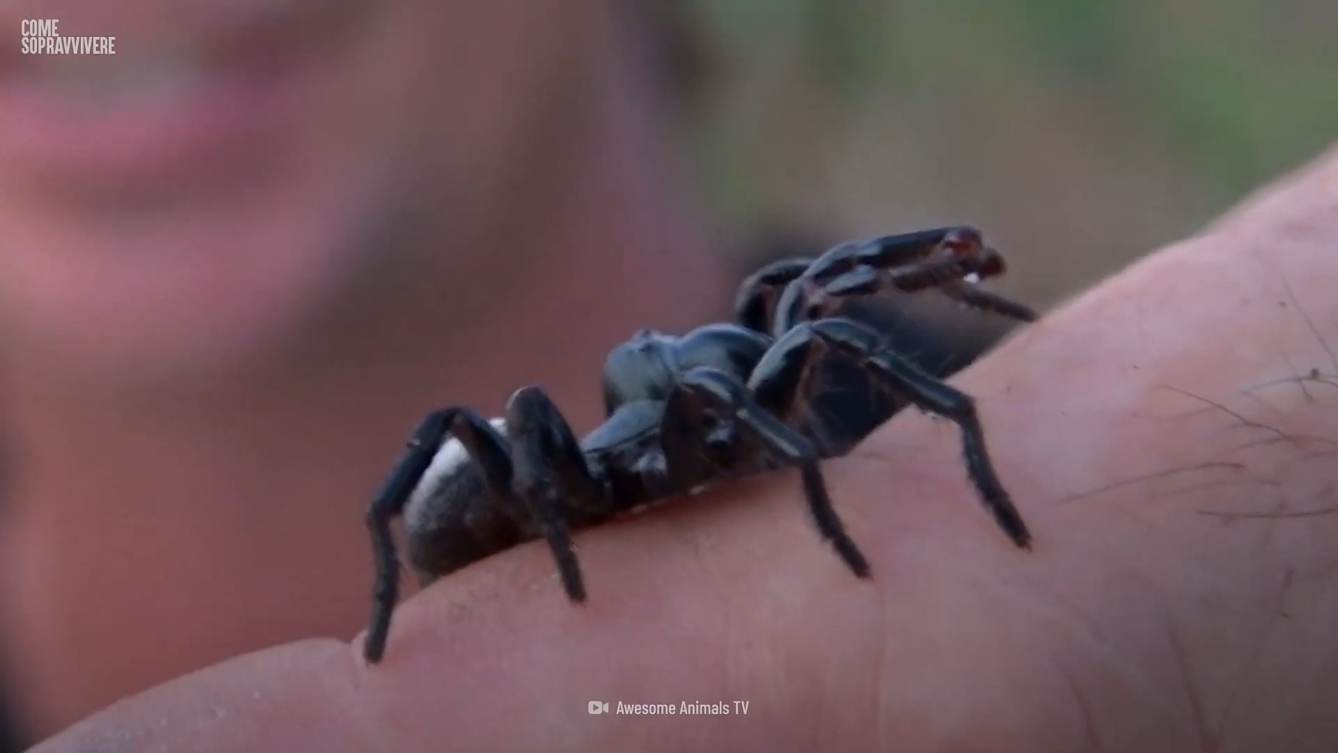 Comment survivre à une morsure de mygale