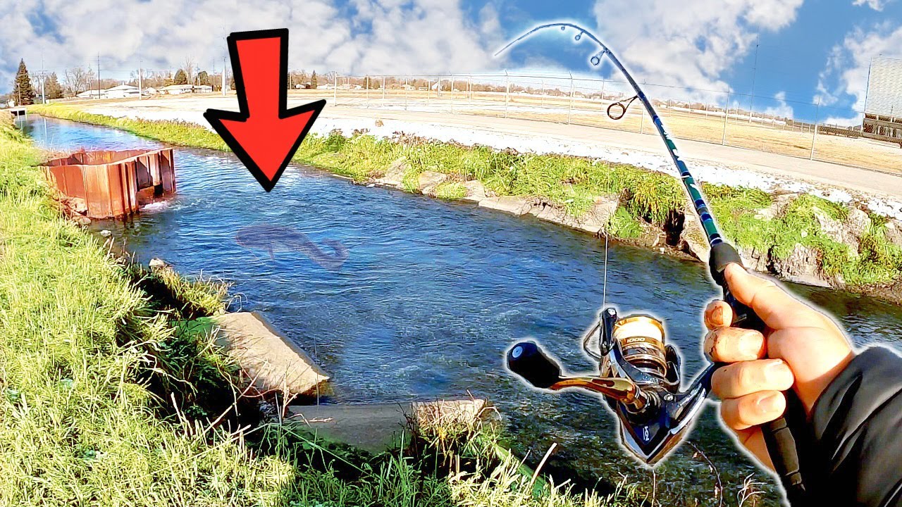 Unexpected giant fish found in hot water discharge canal