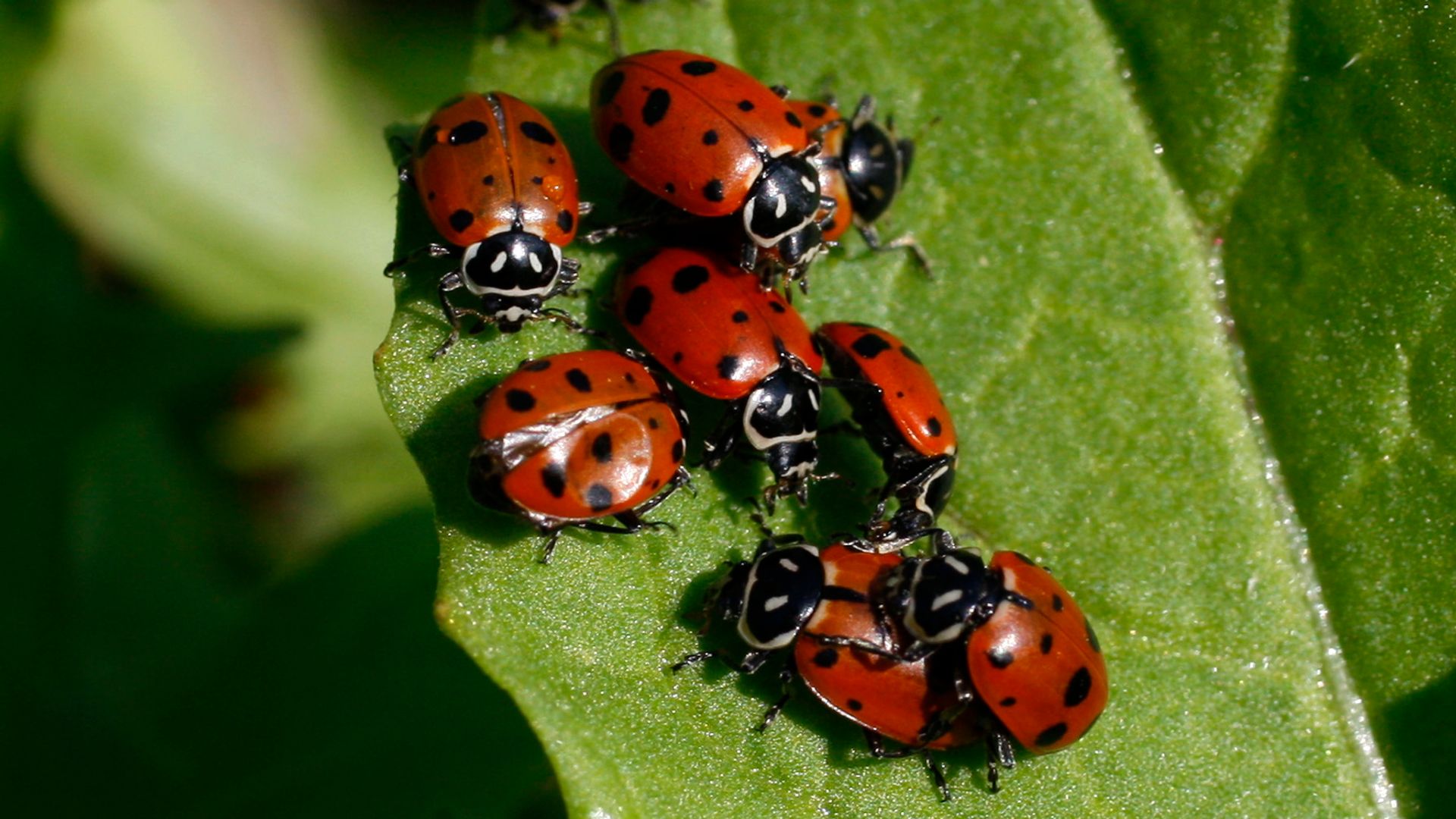 Why are ladybirds everywhere right now in the UK? Expert explains the ...