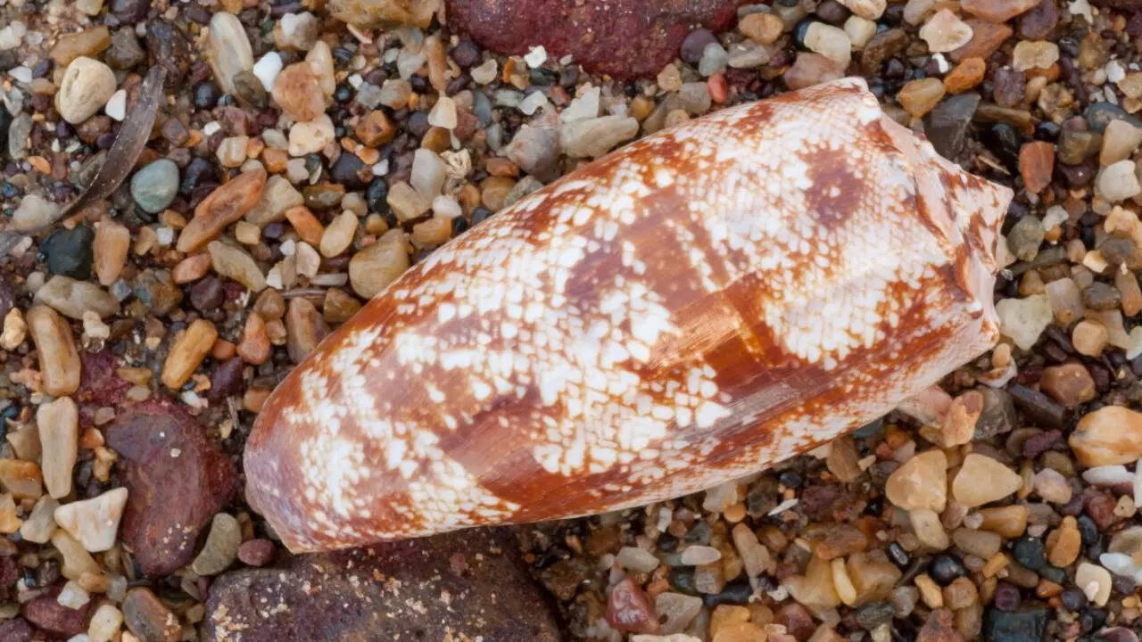 Geographer Cone Snail: World’s deadliest snail with beautiful shell and ...